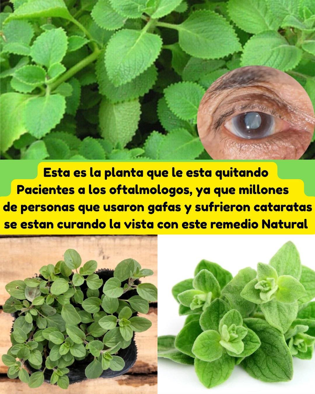 Orégano orejón para la vista y su uso correcto - INICIO