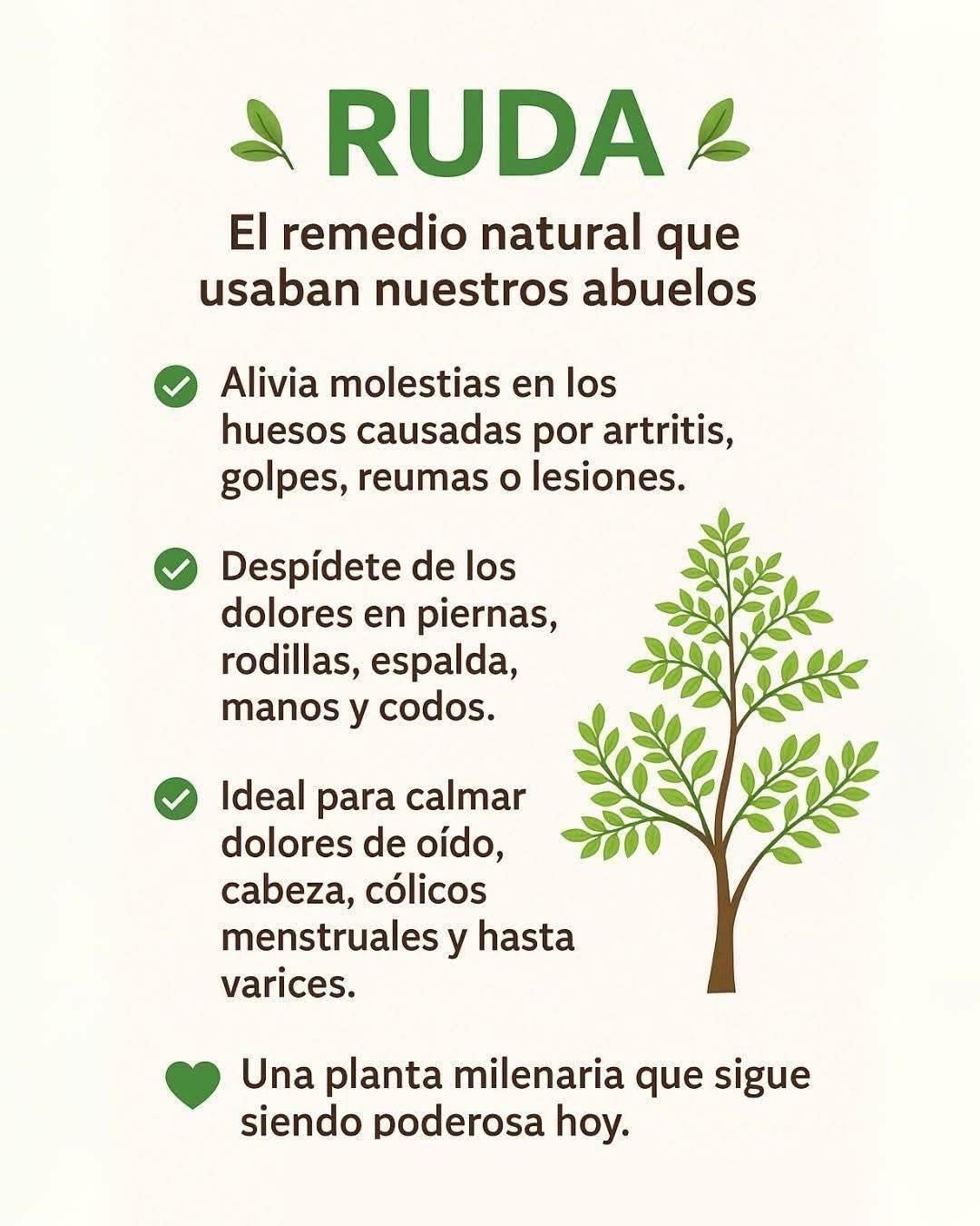 BENEFICIOS DE LA RUDA - Guía Completa de Preparación - INICIO