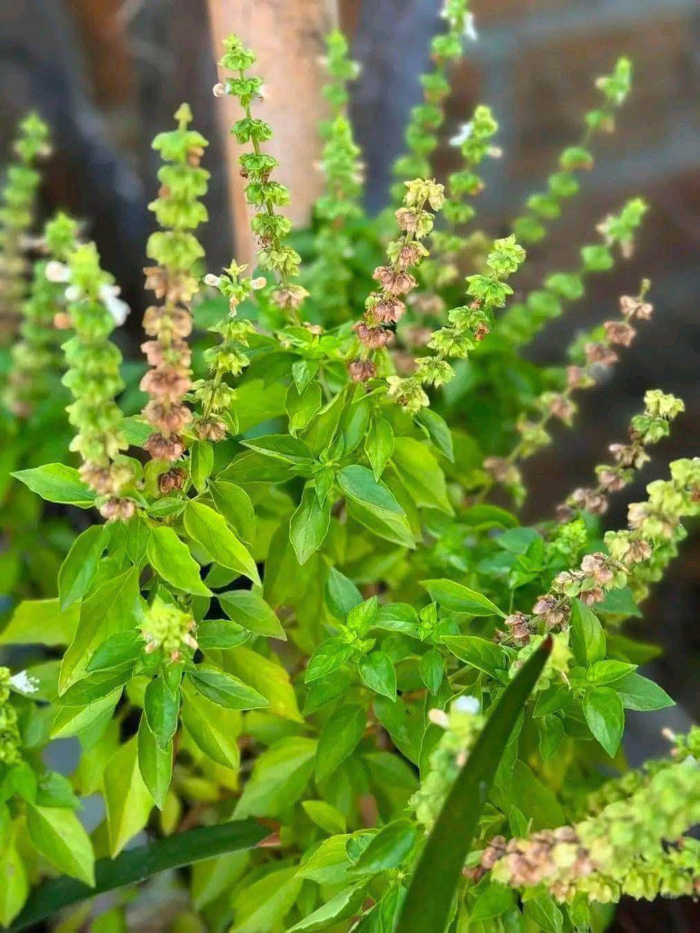 LA ALBAHACA PLANTA MEDICINAL QUE MEJORA NOTABLEMENTE TU VISTA - INICIO