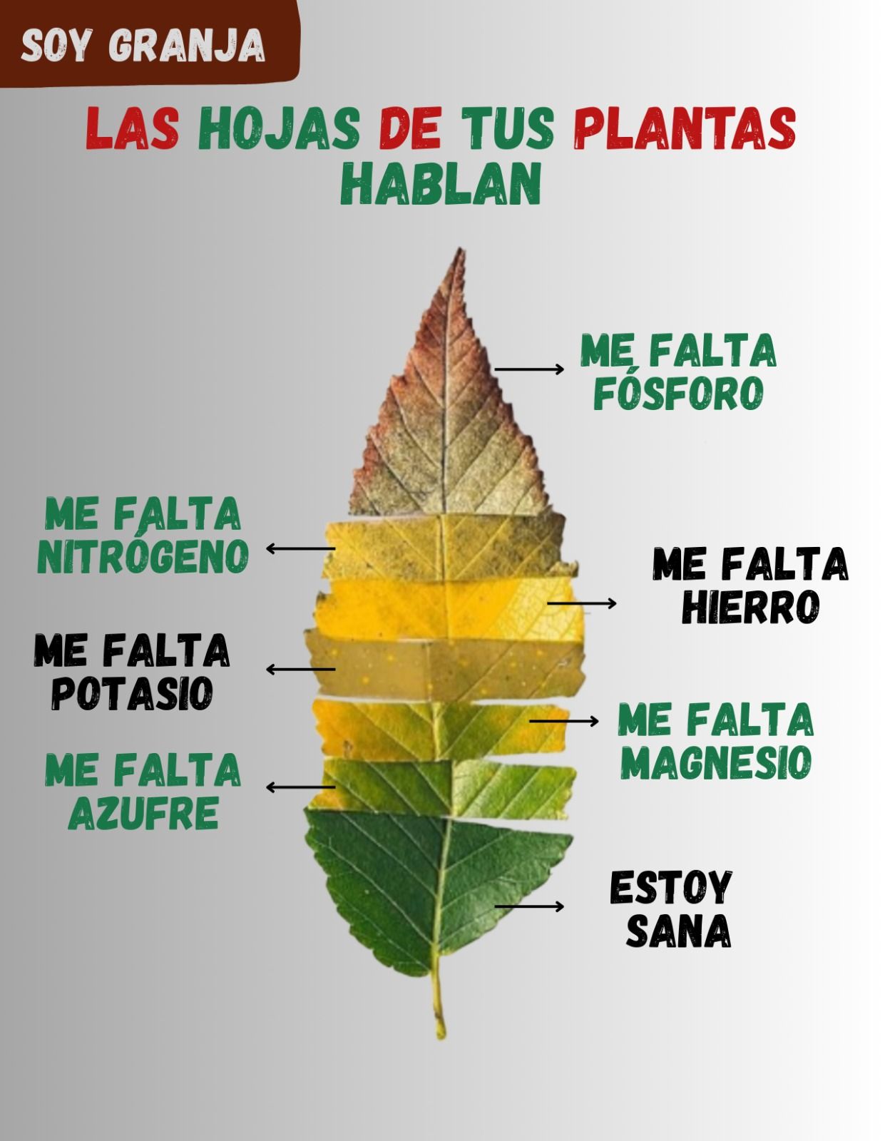 las hojas de tus plantas hablan - INICIO