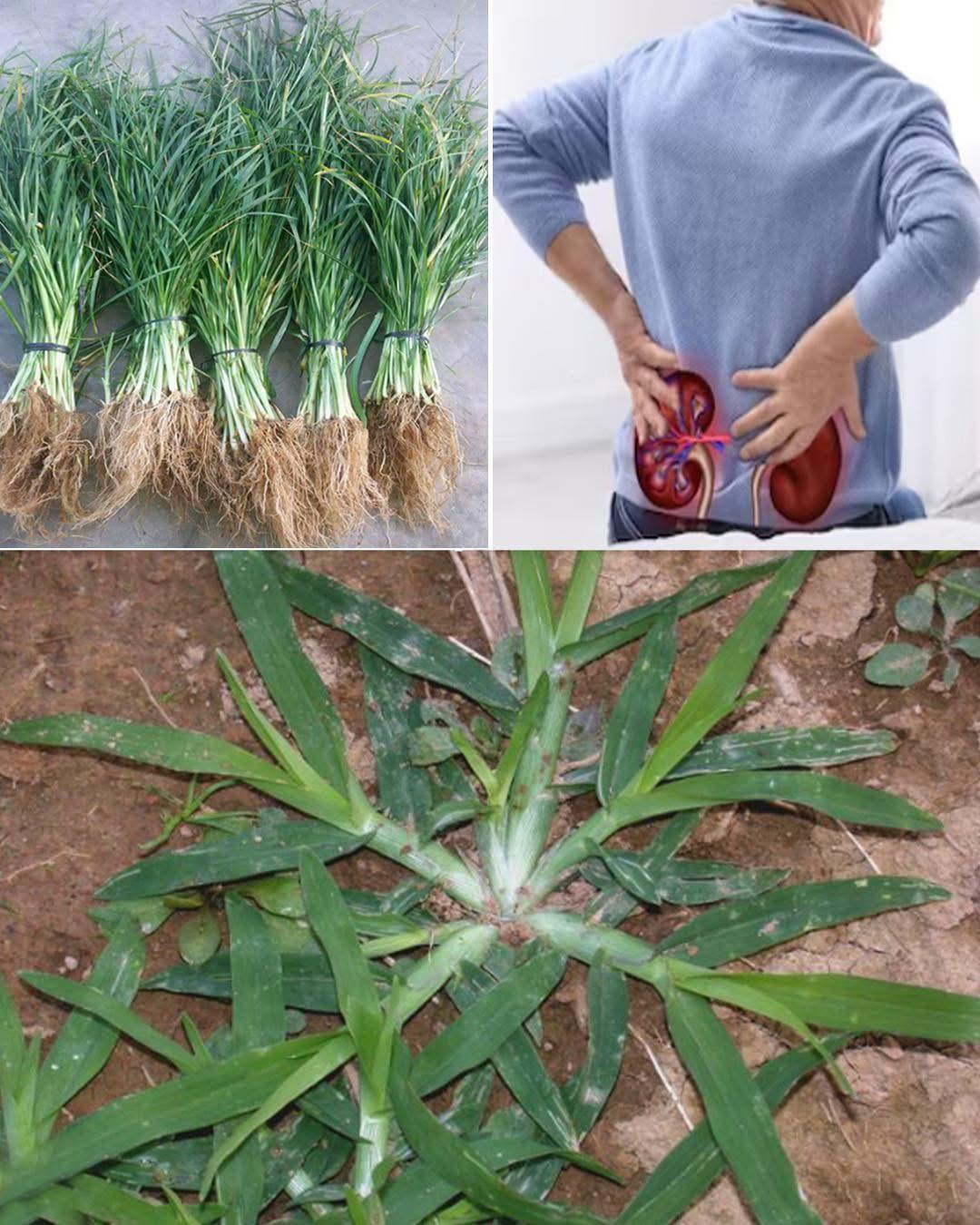 BENEFICIOS DE LA HIERBA DE GANSO PATA DE GALLINA - INICIO