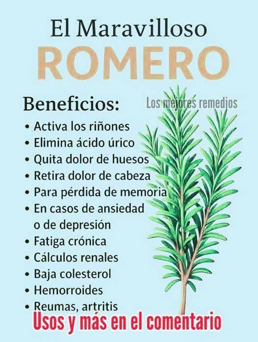 Romero: beneficios y usos que transforman tu salud y tu hogar - INICIO