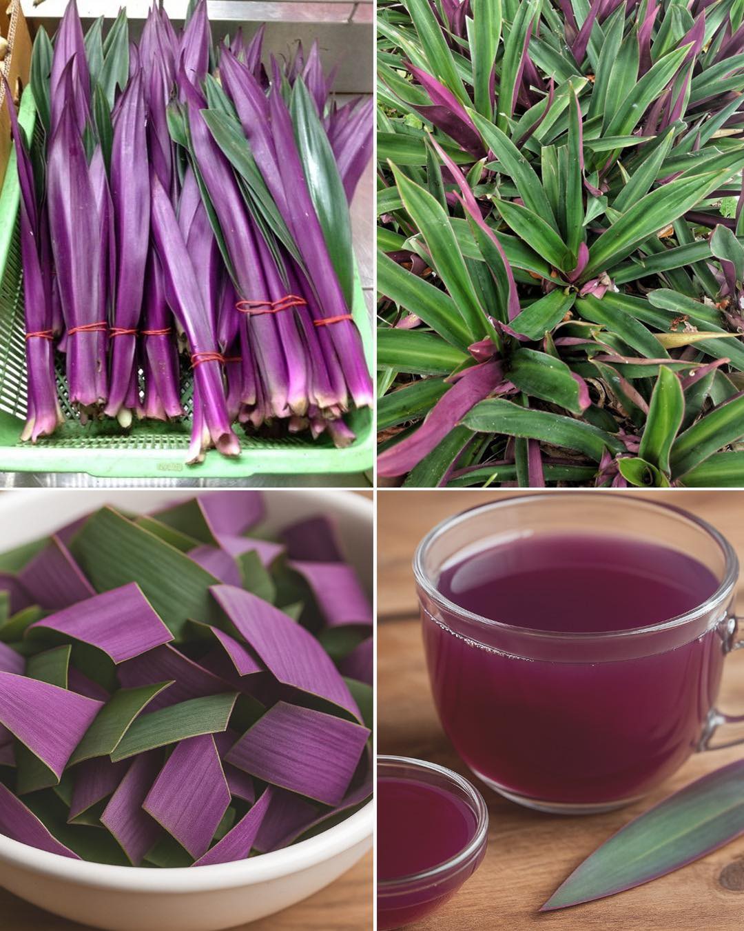 El Maguey Morado: Beneficios y Usos Tradicionales - INICIO