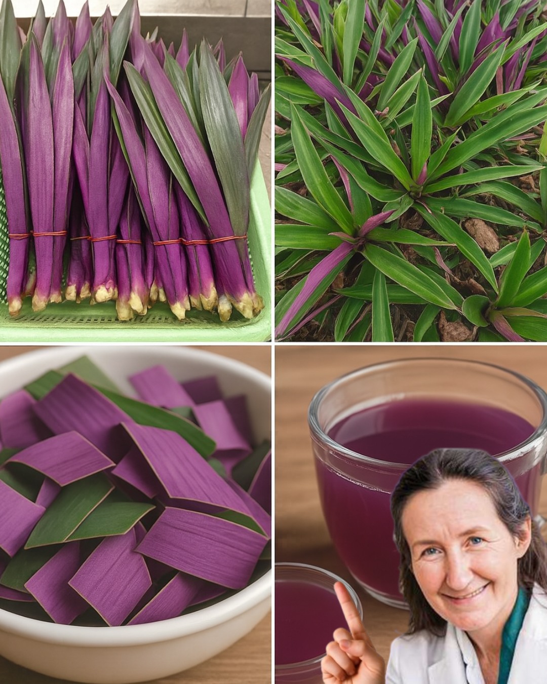 EL MÁGICO MAGUEY MORADO: SECRETOS ANCESTRALES PARA TU SALUD - INICIO