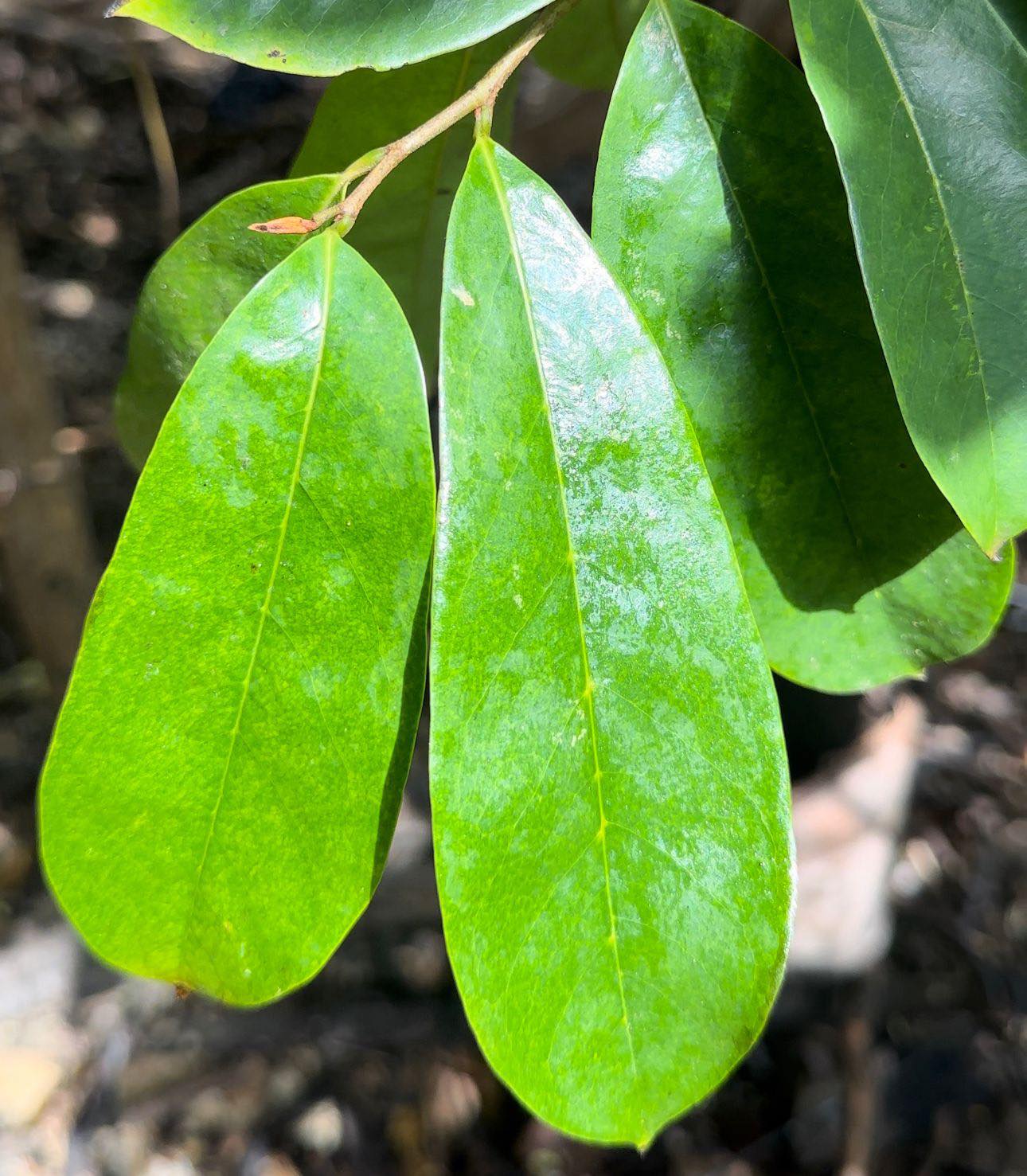 EL PODER MEDICINAL DE LA HOJA DE GUANÁBANA: USOS Y RECETAS QUE DEBES ...