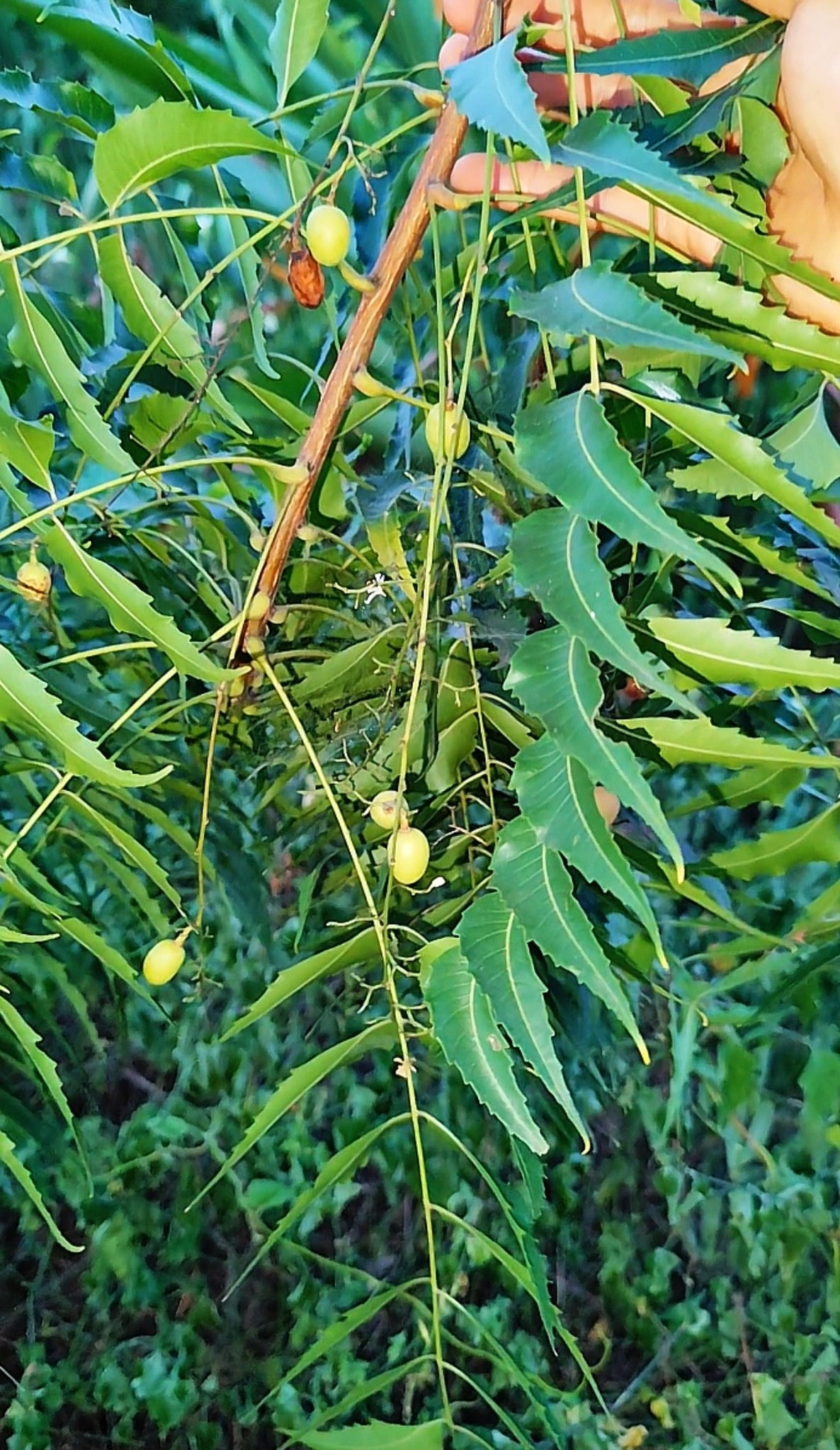 NEEM (AZADIRACHTA INDICA): EL ÁRBOL DE LOS MIL USOS MEDICINALES - INICIO