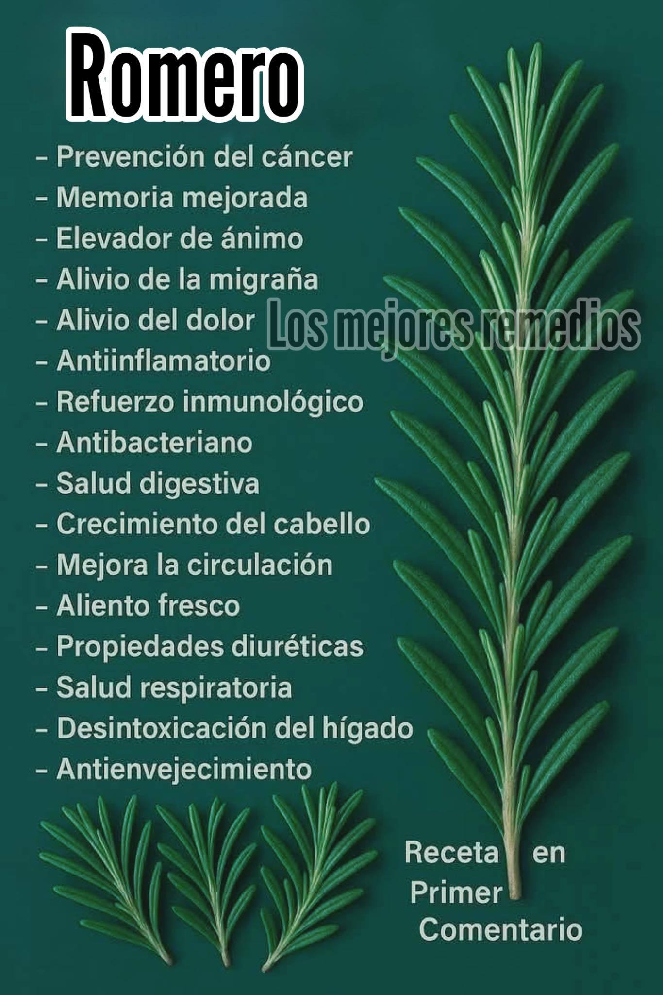 EL PODER MEDICINAL DEL ROMERO EN LA VIDA COTIDIANA - INICIO