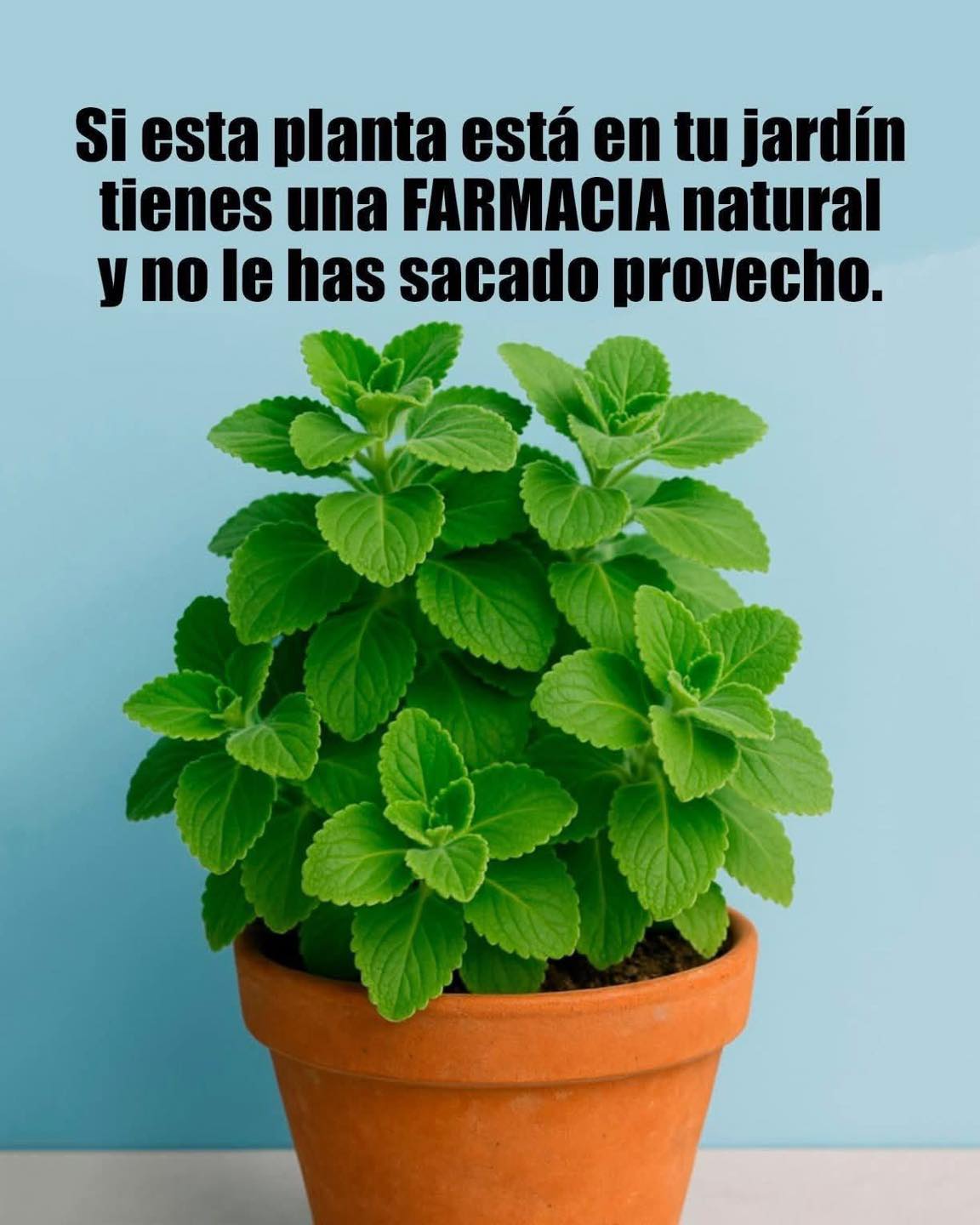SI TIENES ESTA PLANTA EN TU JARDIN TIENES UNA FARMACIA NATURAL - INICIO